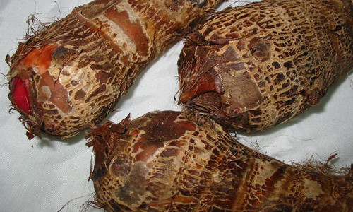 Yautia Amarilla YAUTIA LILA – CJ Tropical Corp