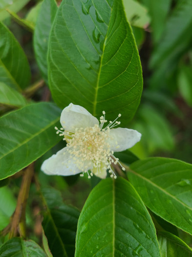 Guayaba Pera | Desde Mi Huerto