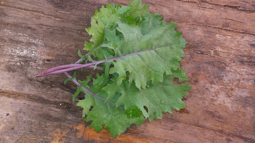 Col Rizada/ Kale "Red Russian" | Desde Mi Huerto