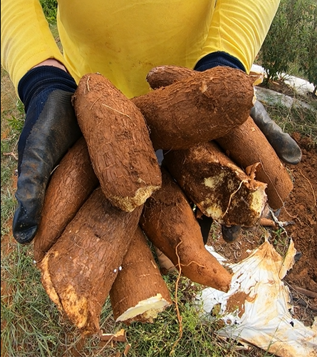 Yuca Amarilla | Desde Mi Huerto
