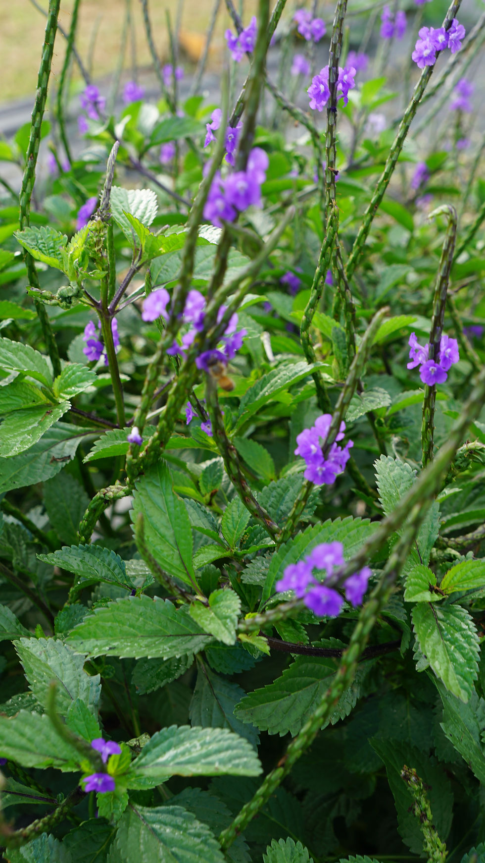 Herbs | Desde Mi Huerto 2023