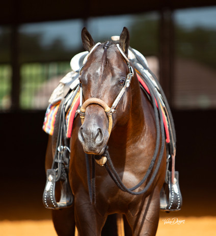 Fahrenheight | The Breeding Barn