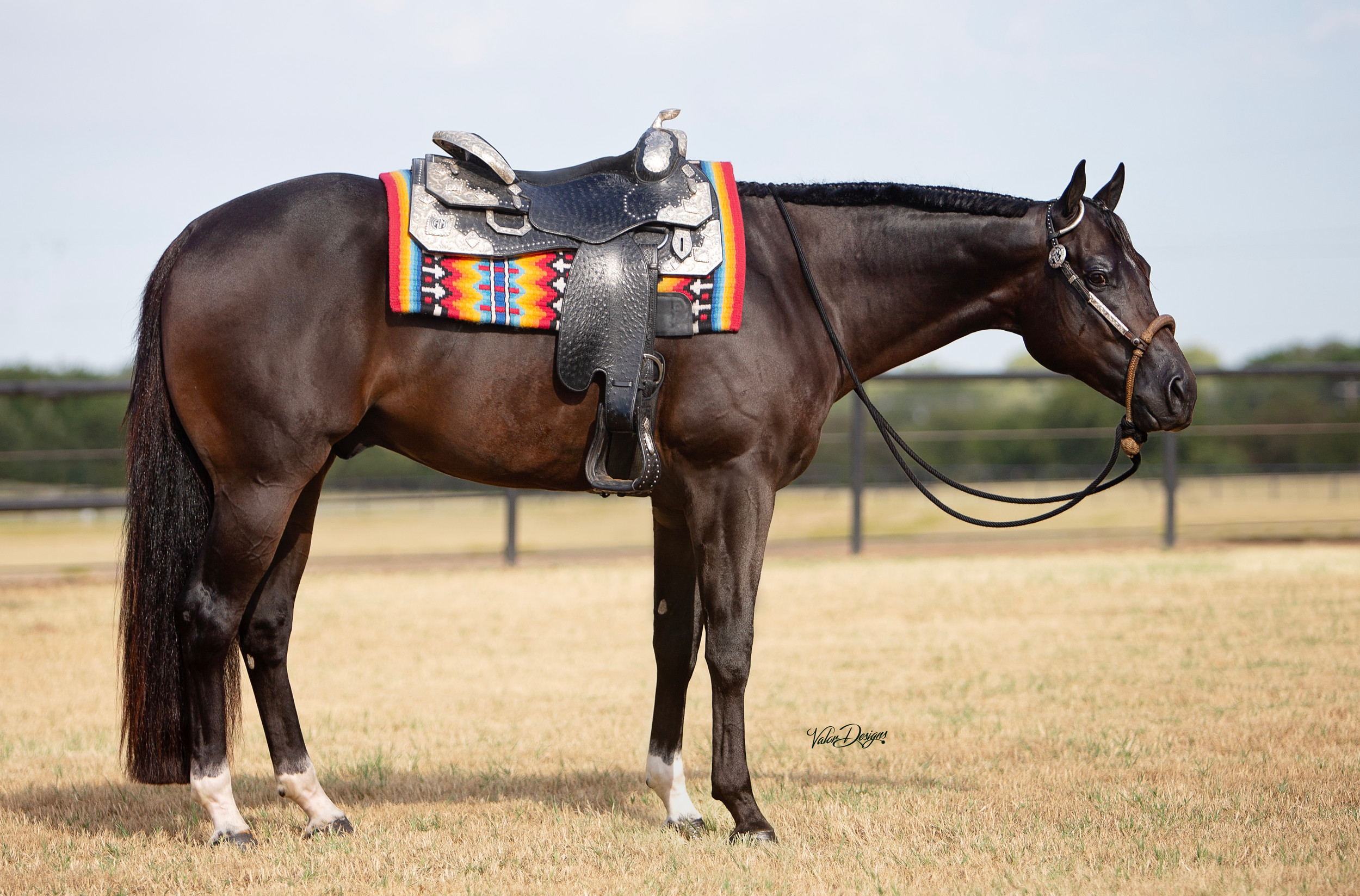 Fahrenheight | The Breeding Barn