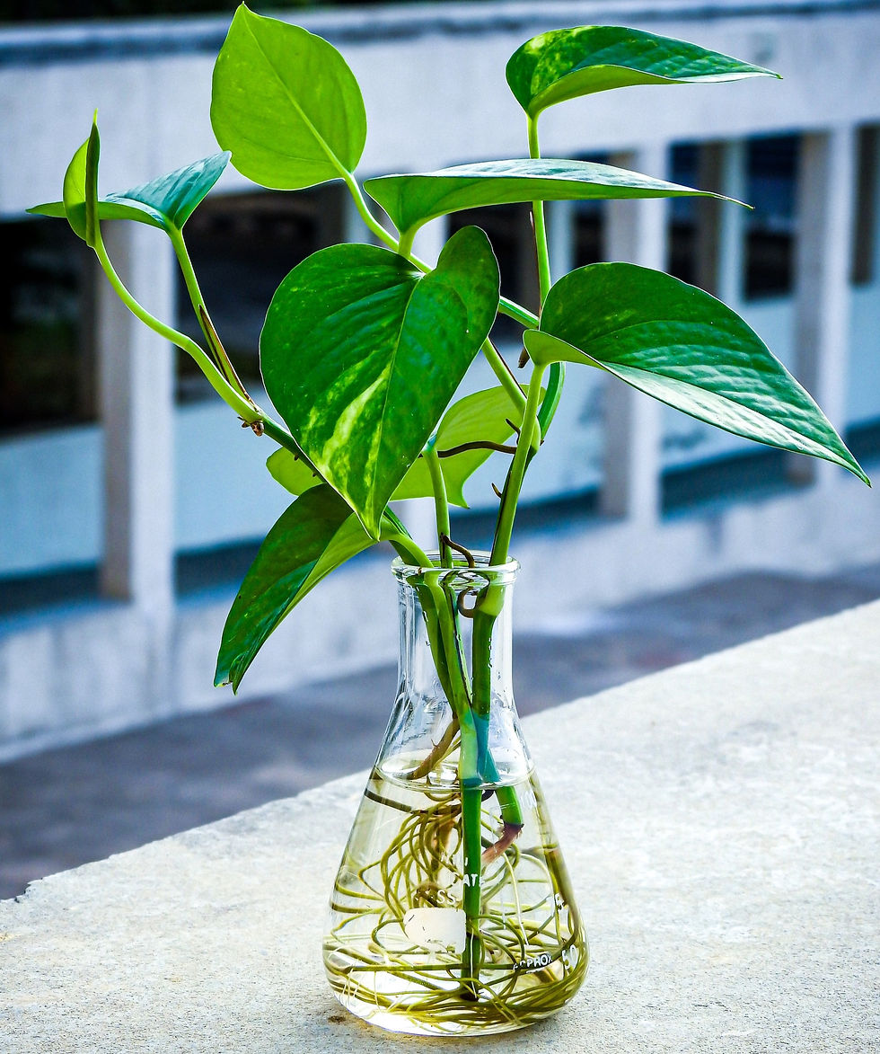 Pothos