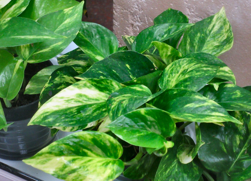 Pothos