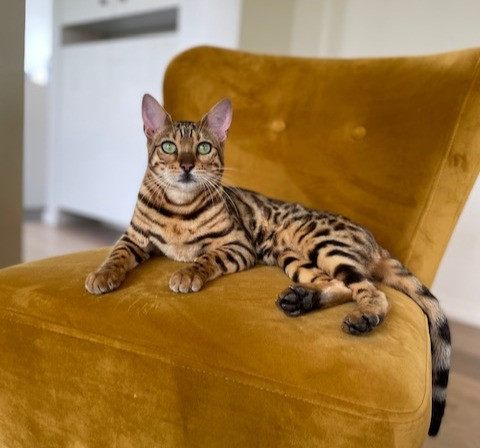 Bengaalse Katten | Cattery Infinity Bengals - Belgium | Westhoek - Veurne