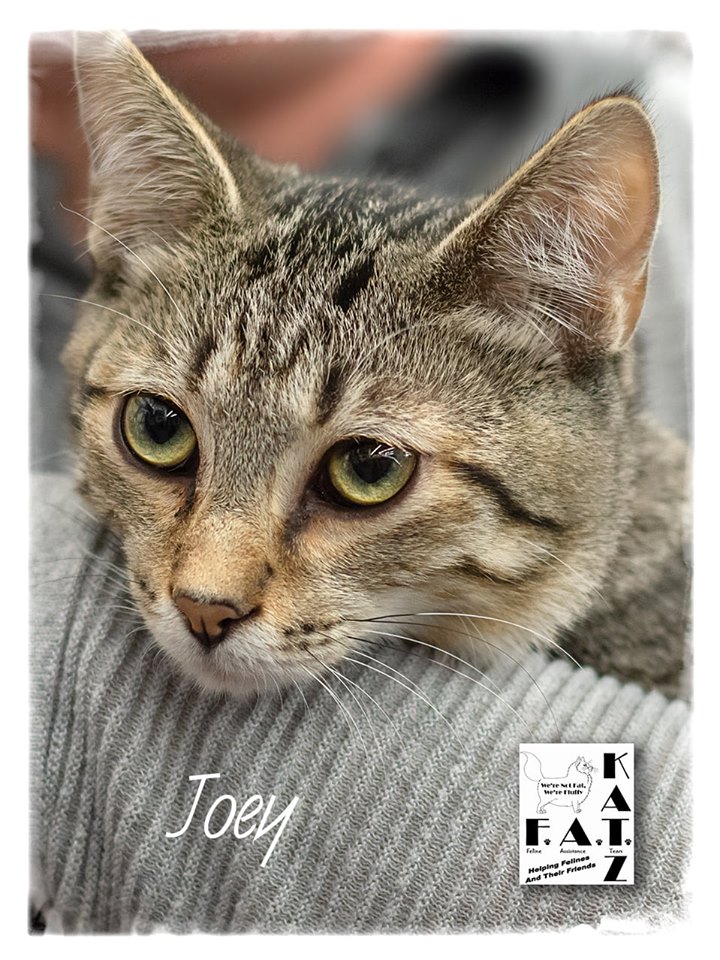 FAT Katz - Adoptable Cats