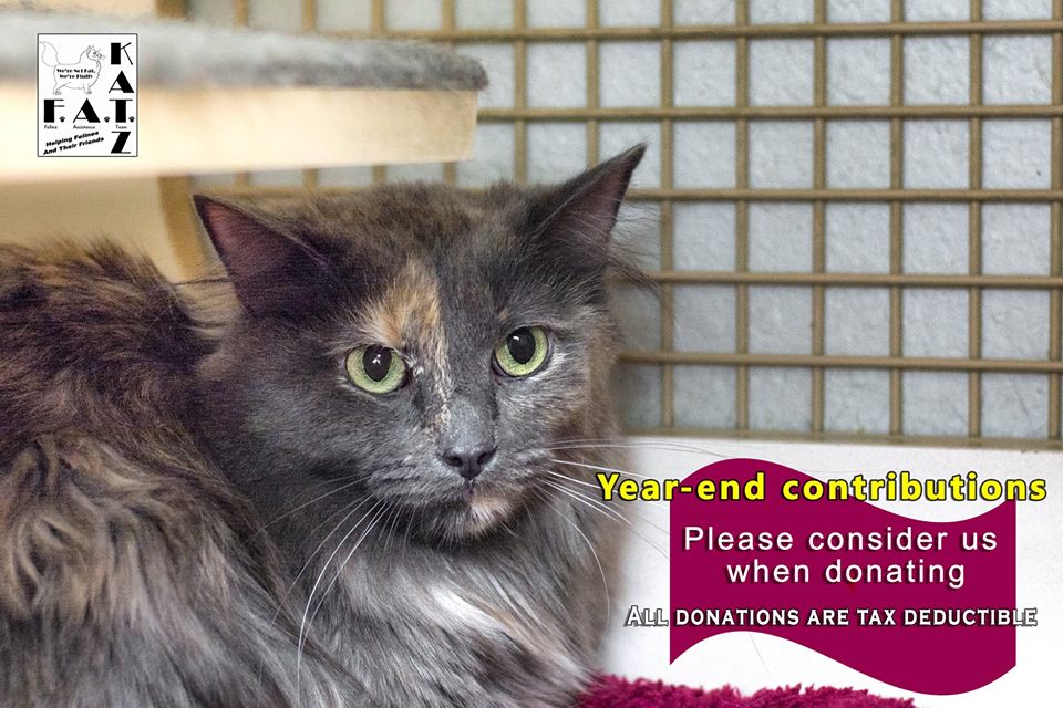 FAT Katz - Adoptable Cats