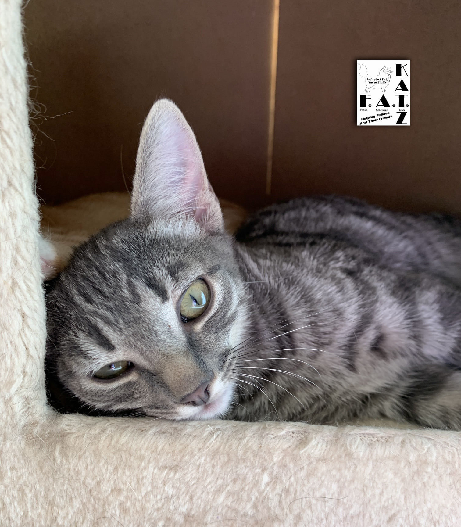 FAT Katz - Adoptable Cats