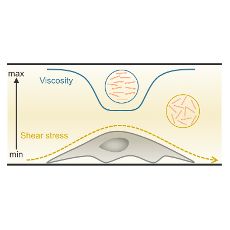 New publication by Zijun Wang et al. on ACS Nano