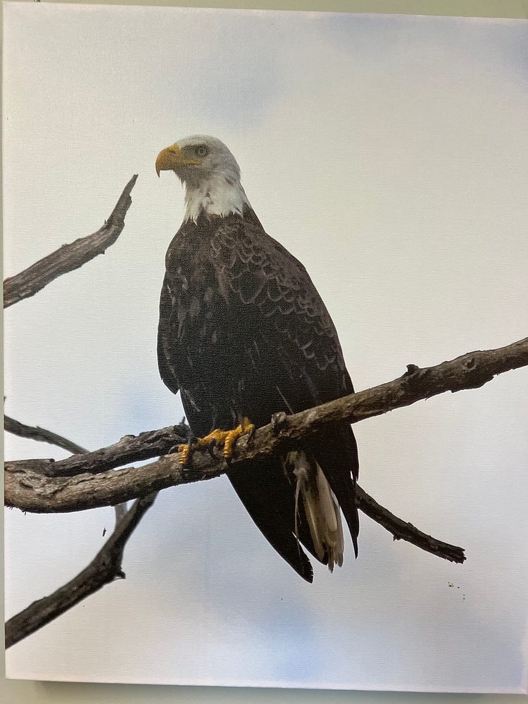 Eagles and Alligators