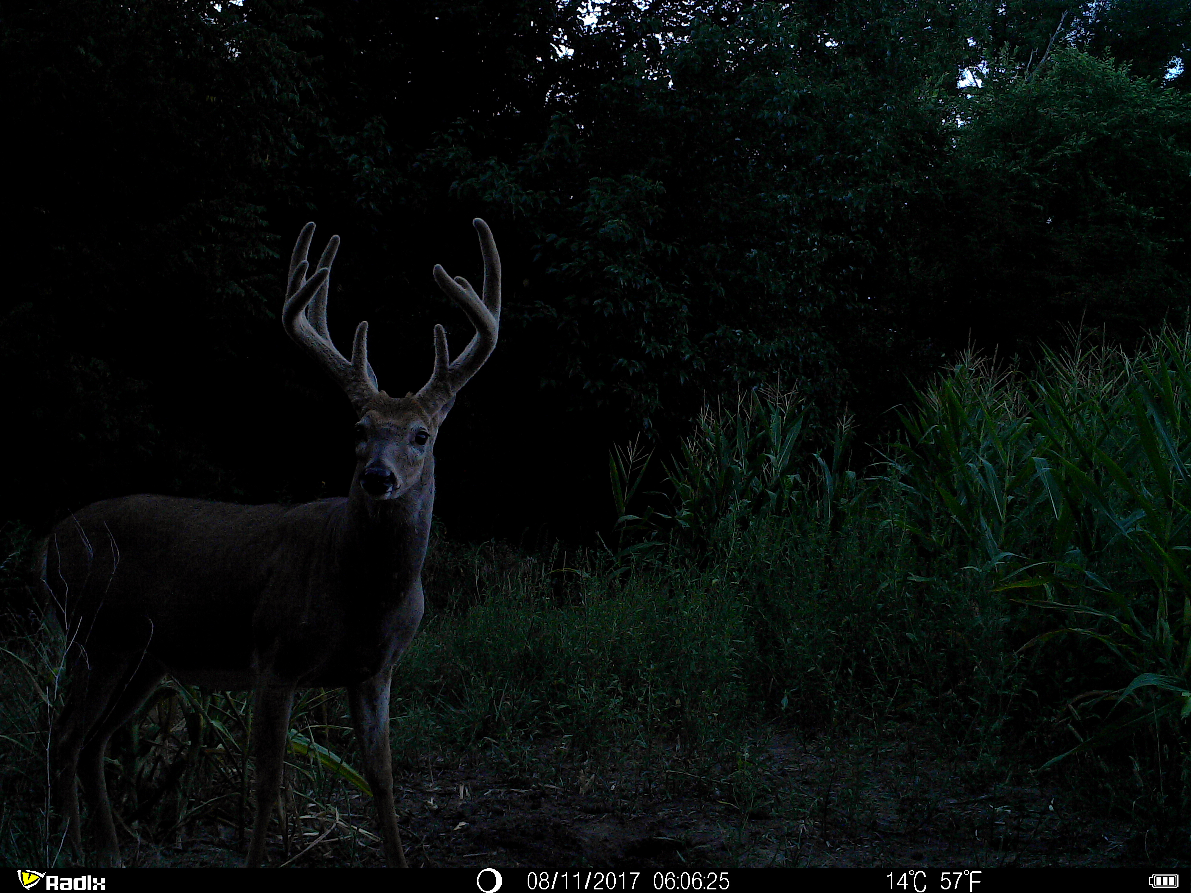 Prime Iowa Whitetail Hunts | MDL Outfitters