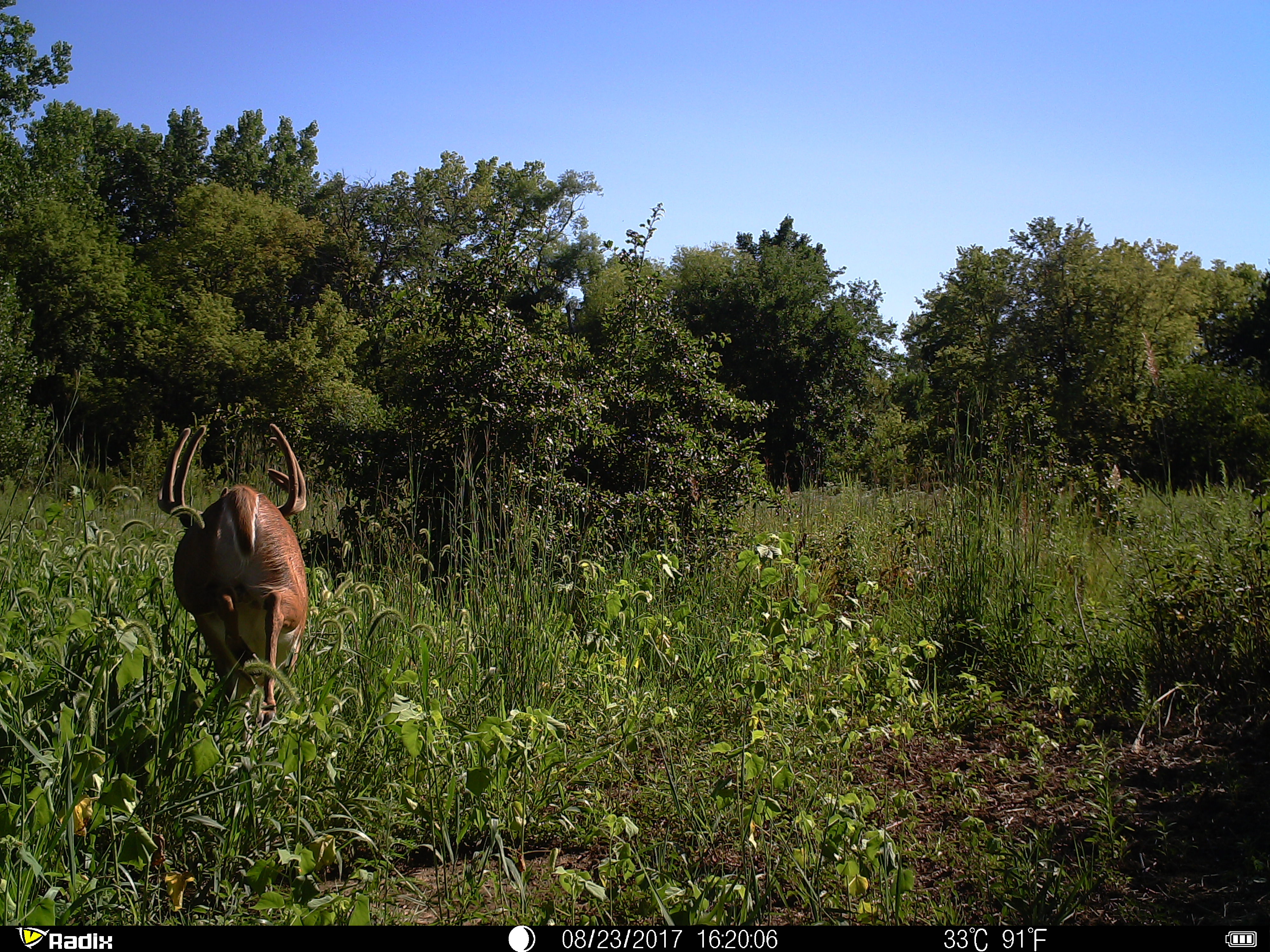 Prime Iowa Whitetail Hunts | MDL Outfitters