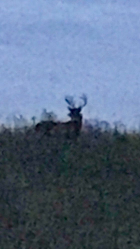 The 165" Roadside Surprise Buck