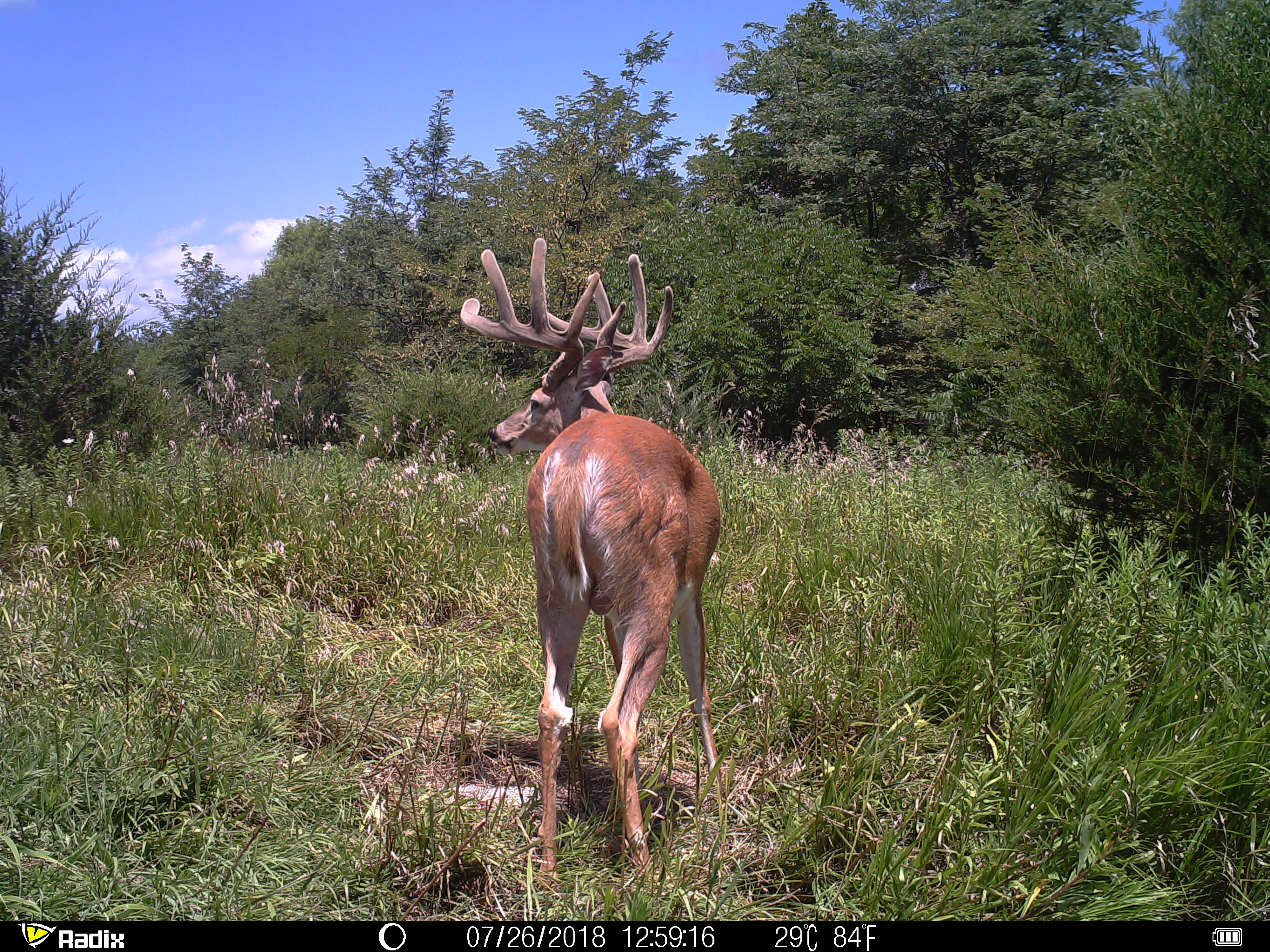 Prime Iowa Whitetail Hunts | MDL Outfitters
