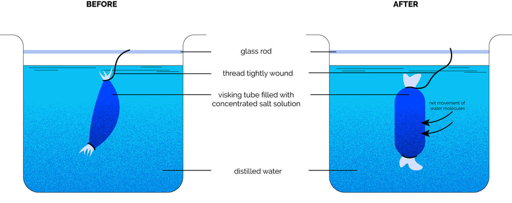 CSEC Biology: Osmosis and Diffusion