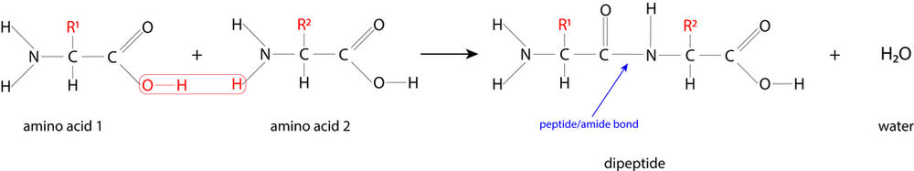CSEC Chemistry: Polyamides and Proteins