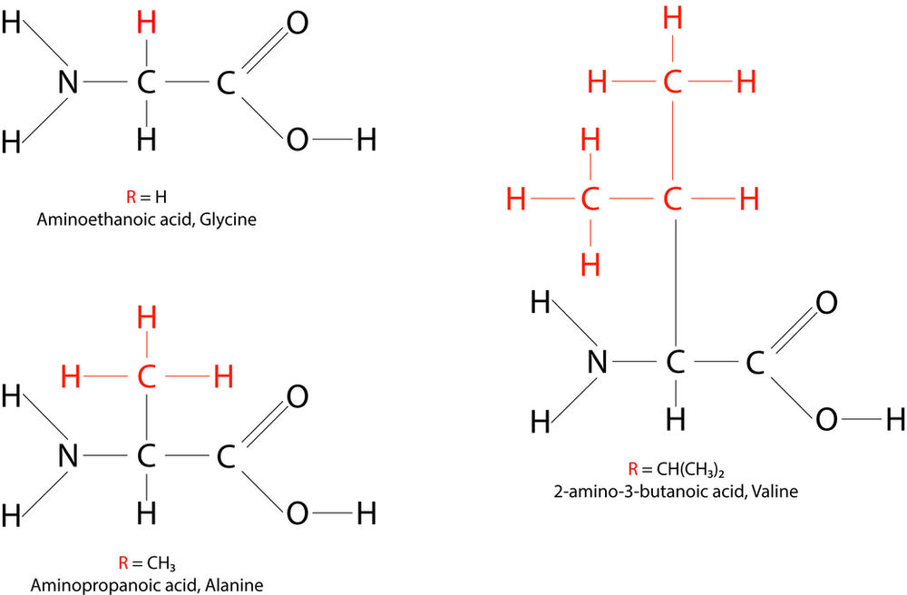 CSEC Chemistry: Polyamides and Proteins