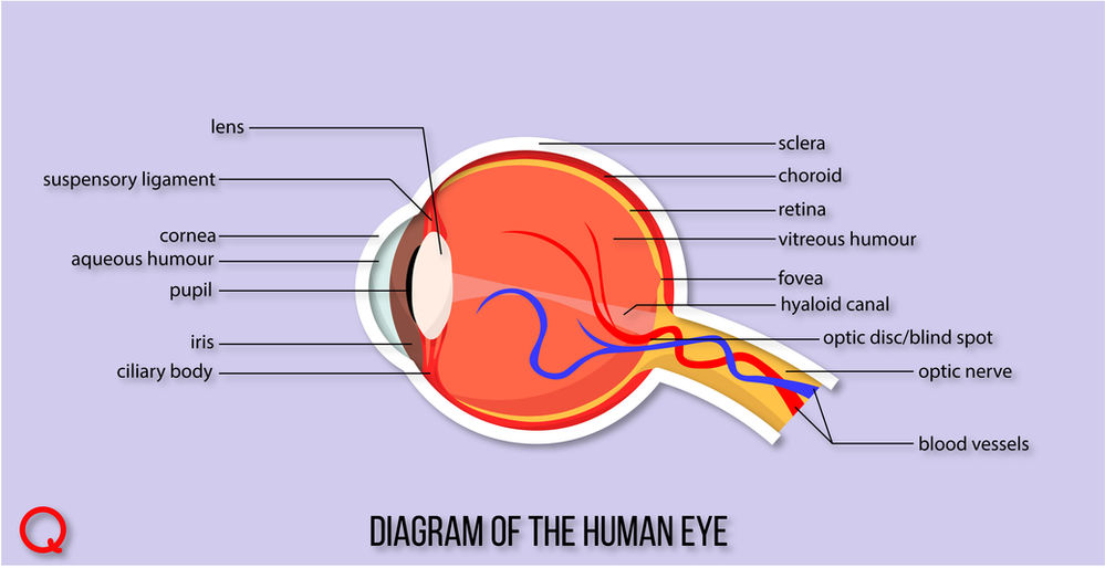 CSEC Biology: The Human Eye