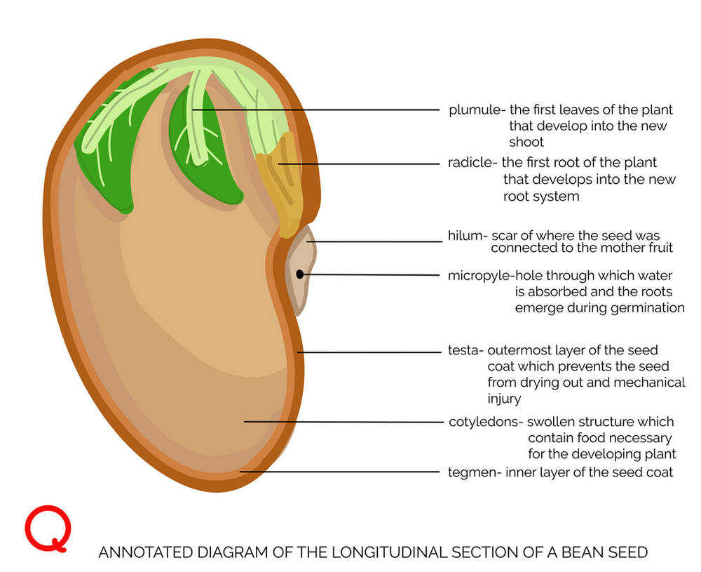CSEC Biology: Growth, Seeds and Germination