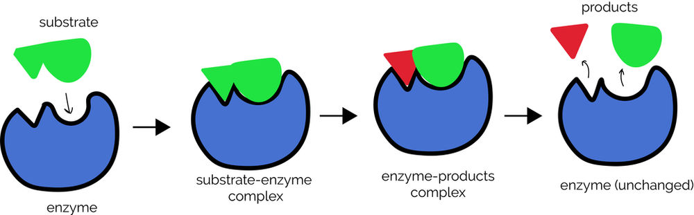 CSEC Biology: Enzymes