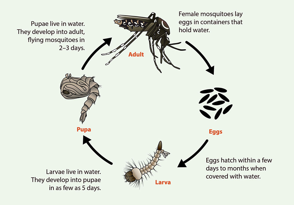 CSEC Biology: Vectors and Pathogenic Disease