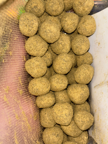 Moon rocks-Sour Diesel-69.12%Thca | The Za Trap