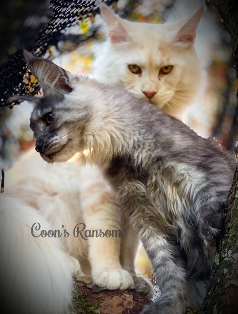 Maine Coon Cat Breeder | Coon's Ransom | Maine Coon Washigton State
