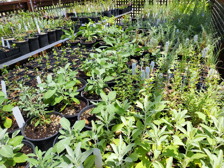 Ghost Pine Nursery - CA Native Plants