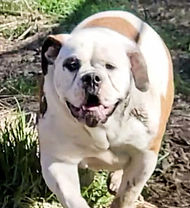 PUPPIES | Nunley Ranch Bulldog