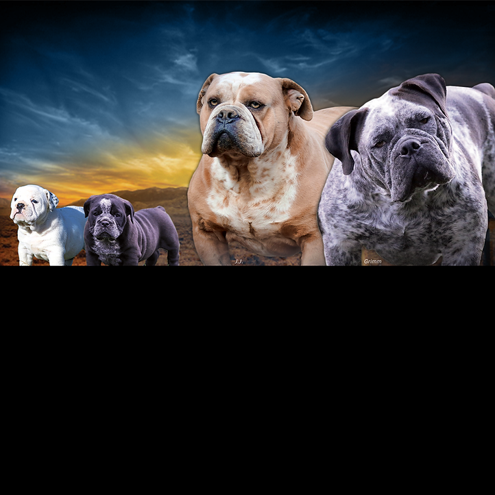 Nunley Ranch Bulldogges | Olde English Bulldogges Tennessee | Pelham ...