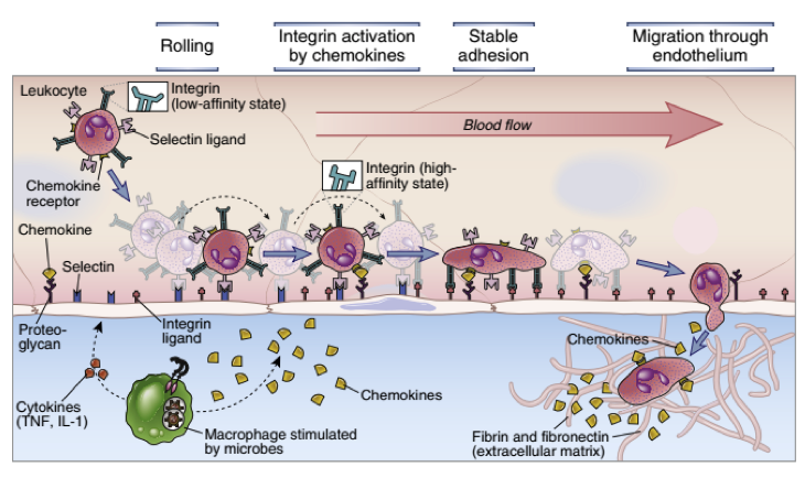 Respon inflamasi in a nutshell