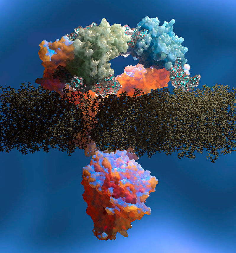 Reseptor Membran dan Intraseluler
