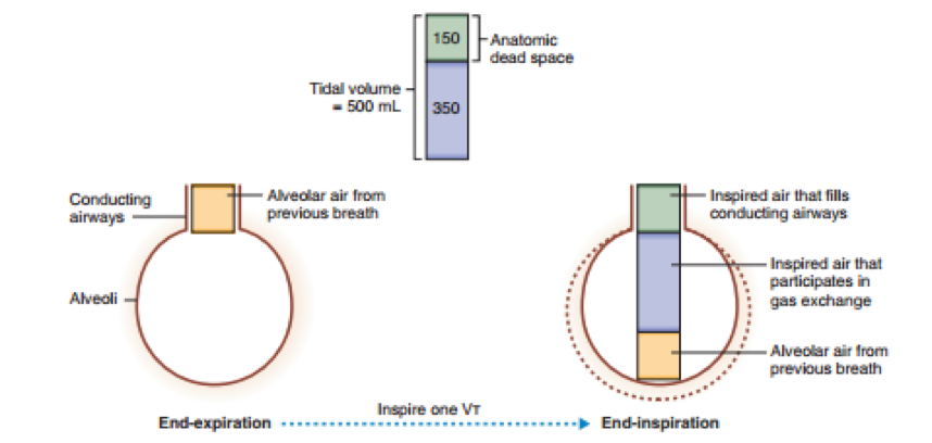 Anatomical Vs. Physiological Deadspace: a Mystery that lurks inside our ...