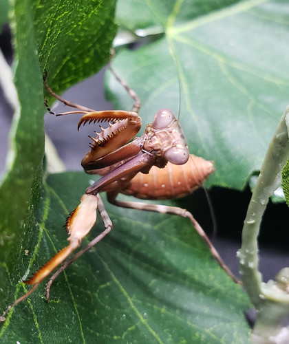 Double Shield Fatal Mantis