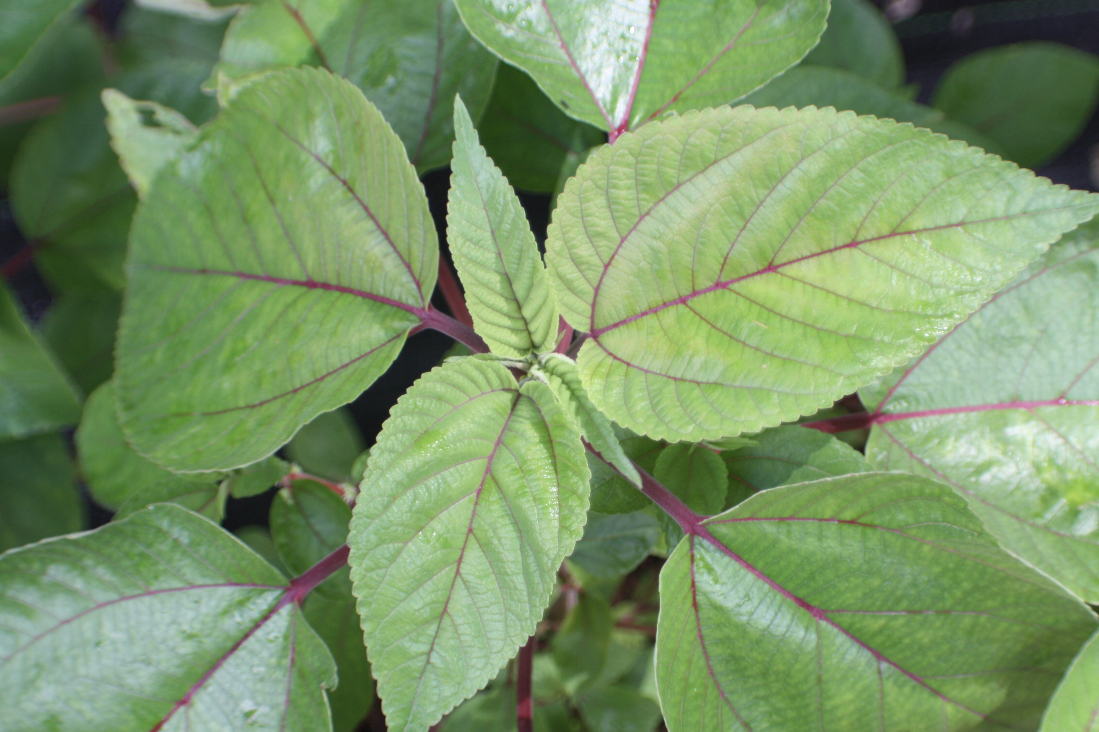 Mamaki Native Hawaiian Herbal Tea Organic Hawaii Health