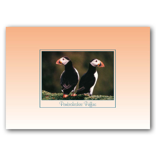 Pembroke Puffins Postcard | SKU C-19281 |UK UK Postcards