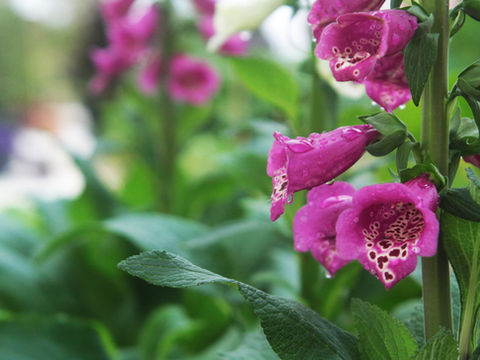 Elaina Simpson, C.S. Christian Science Practitioner, Washington, D.C.