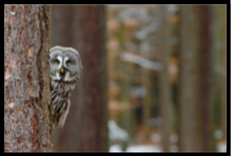 Leadership of the Owl