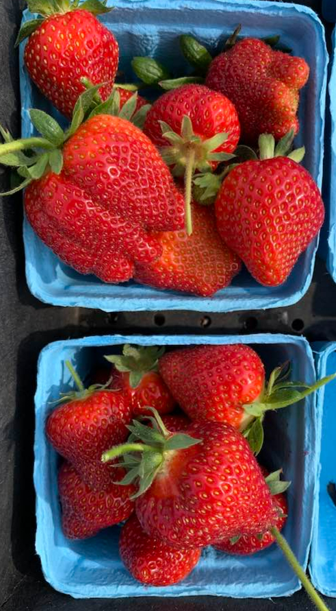 Follow us on Instagram @organicfresh2023 For the latest on You-Pick ...