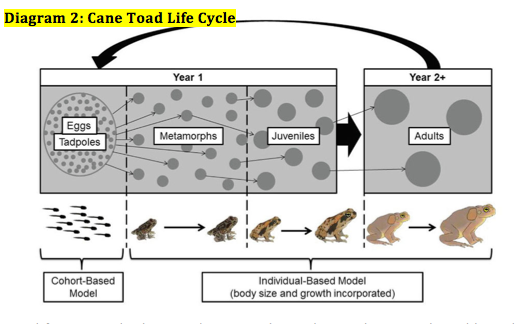 Identification of Invasive species | cane-toad