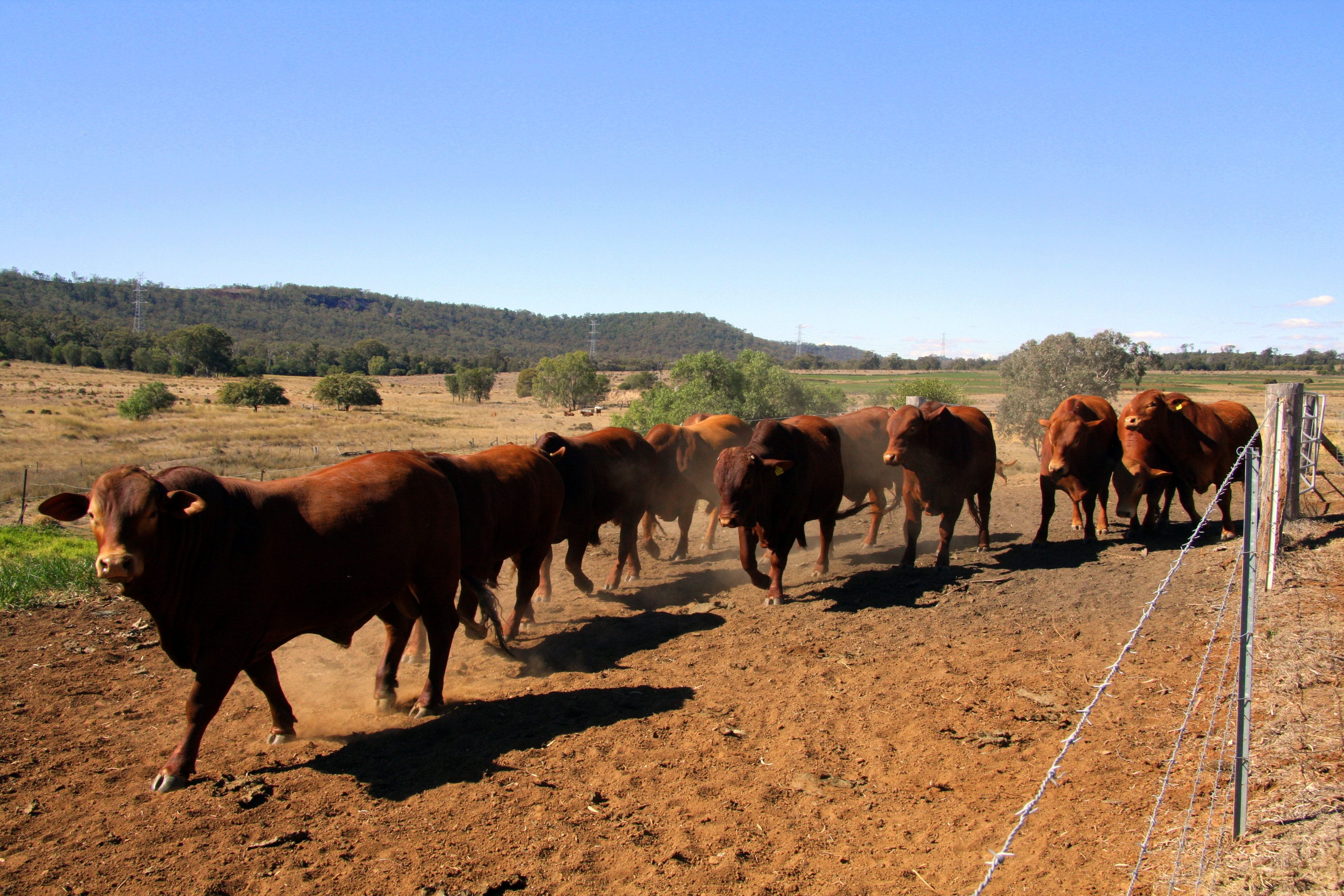 Merrawindi droughtmaster stud millmerran