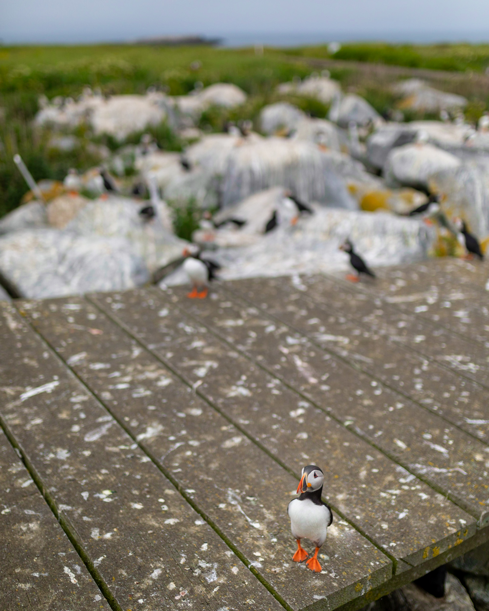 Puffins Galore: Photography Excursion to Machias Seal Island