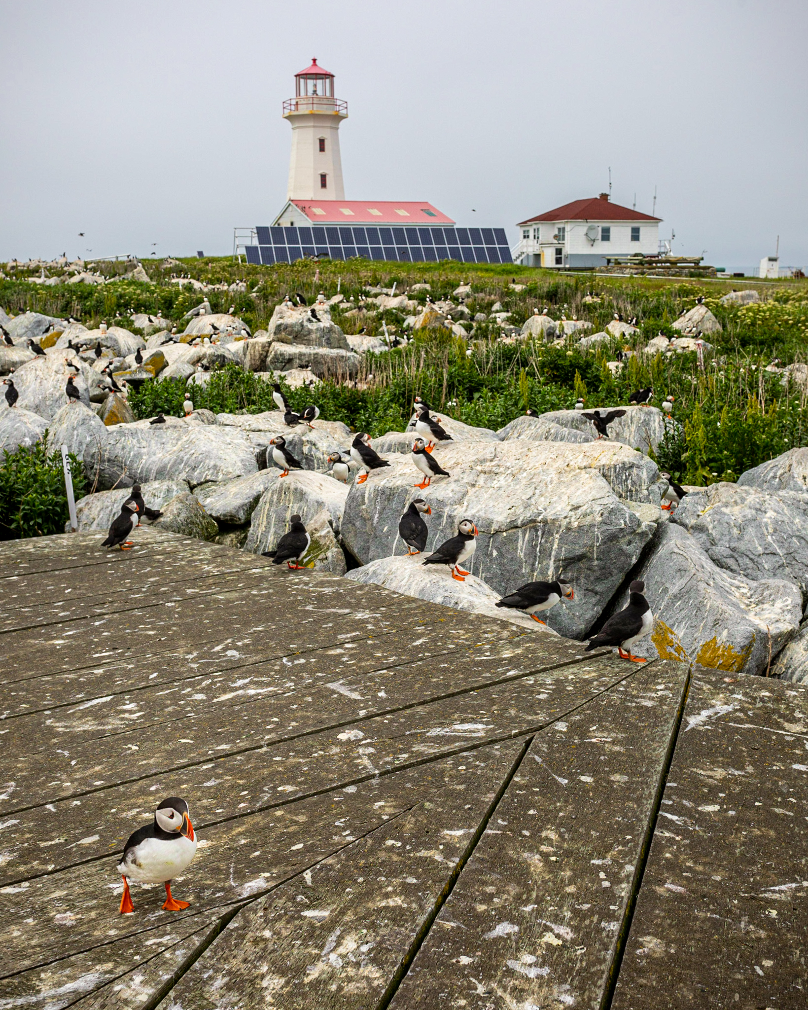 Puffins Galore: Photography Excursion to Machias Seal Island