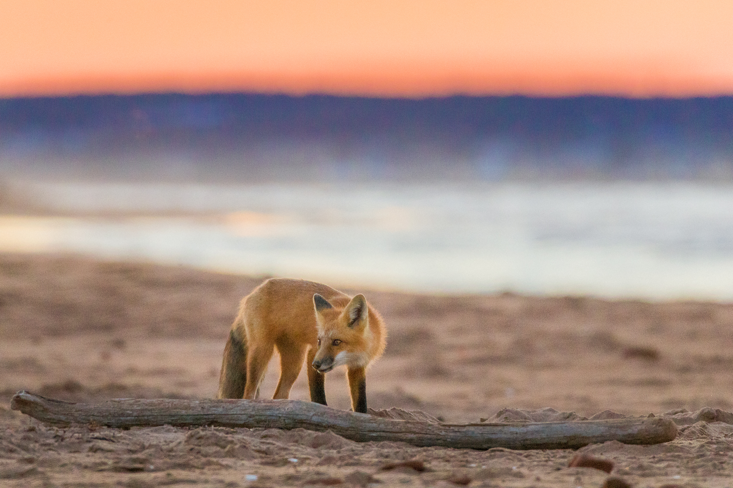 Red fox on the beach