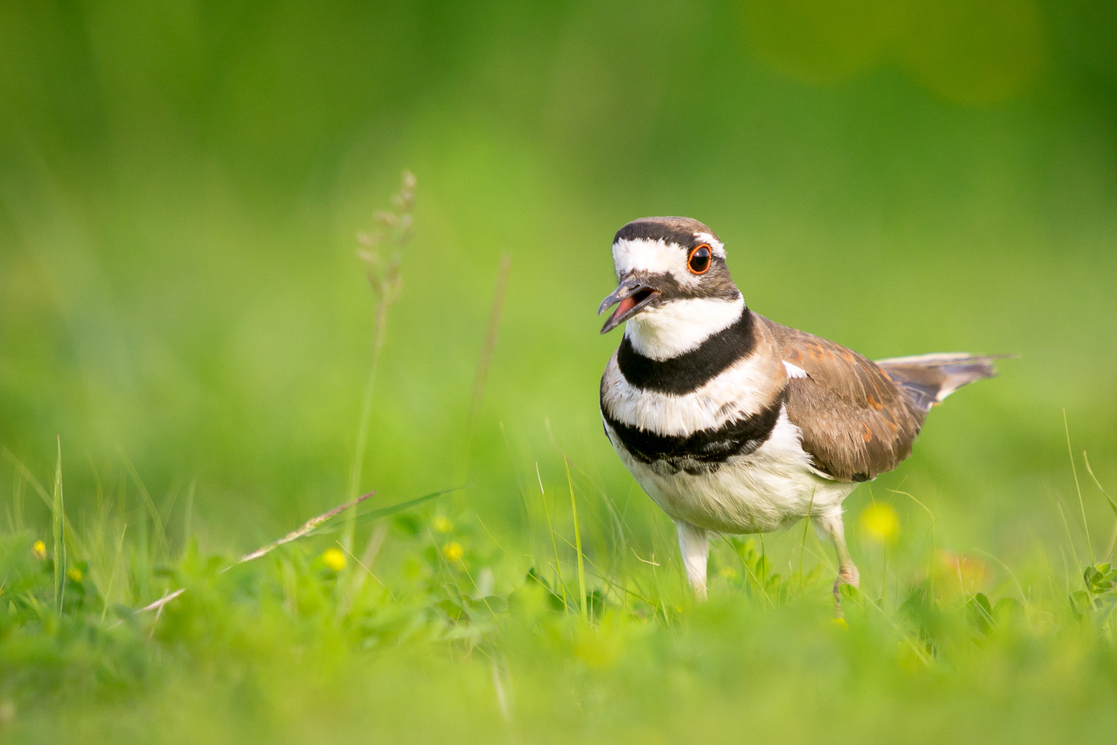 Killdeer Plover