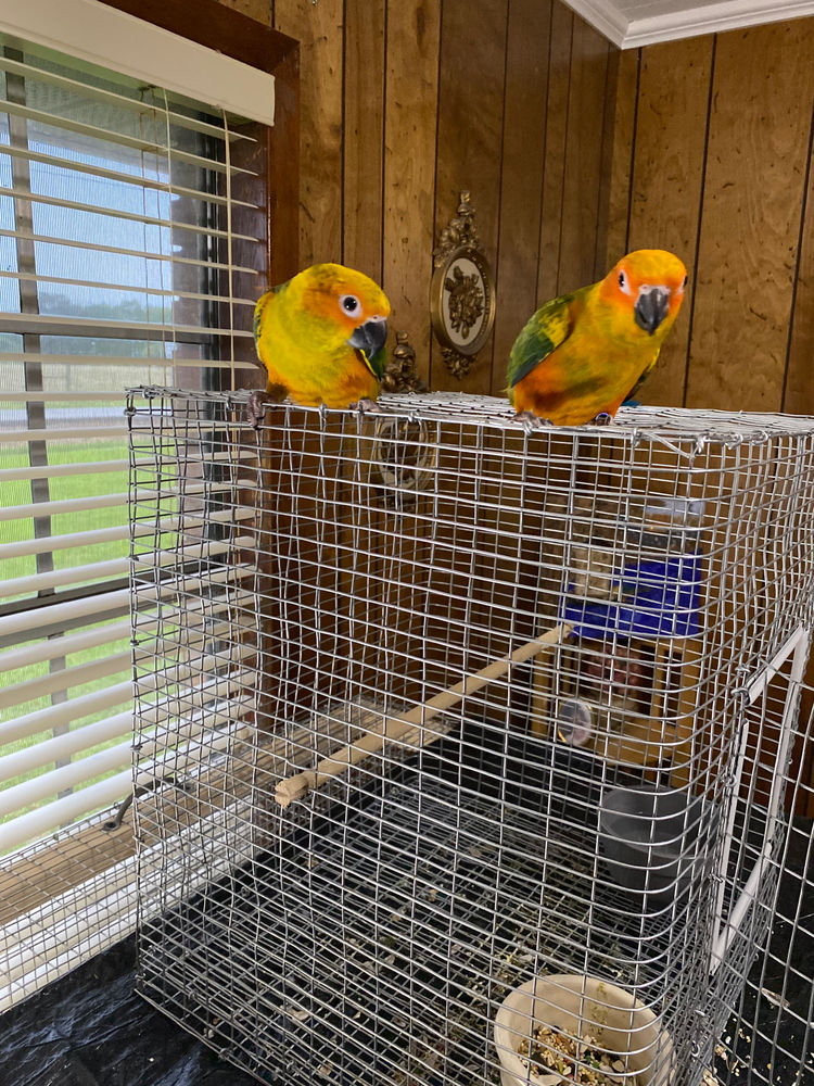 Female Sun Conures | Acadianabirdclubinc