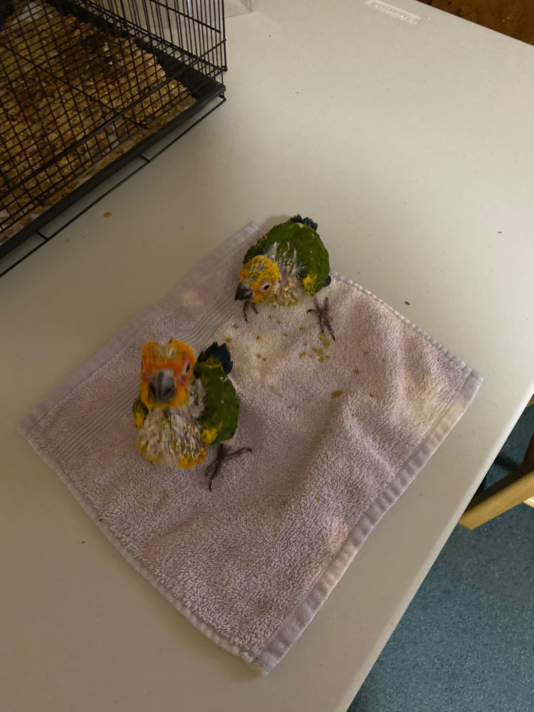 Baby Sun Conures | Acadianabirdclubinc