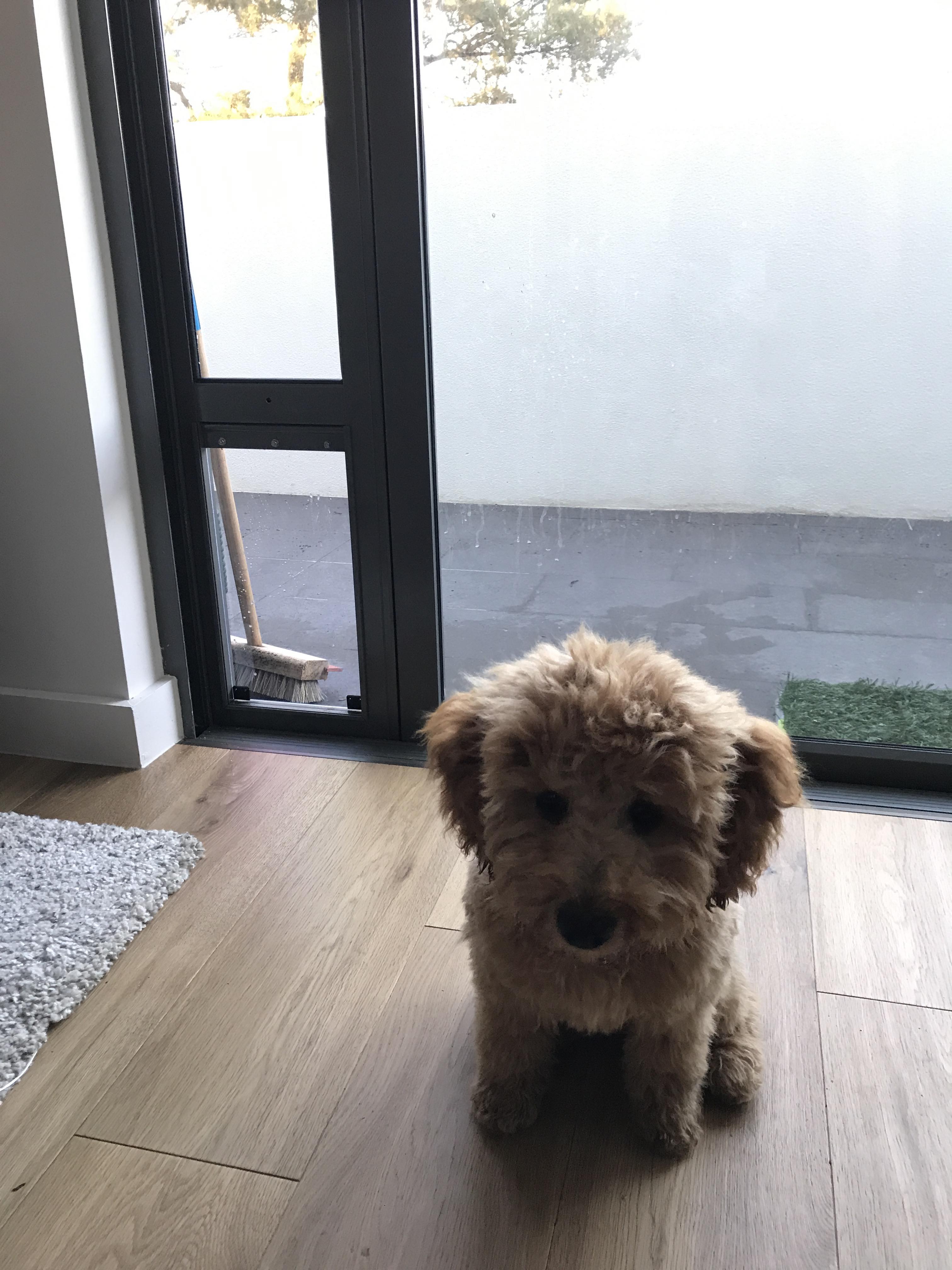 Patio Pet Door Inserts for Sliding Doors, Fully Lockable,Fast Delivery