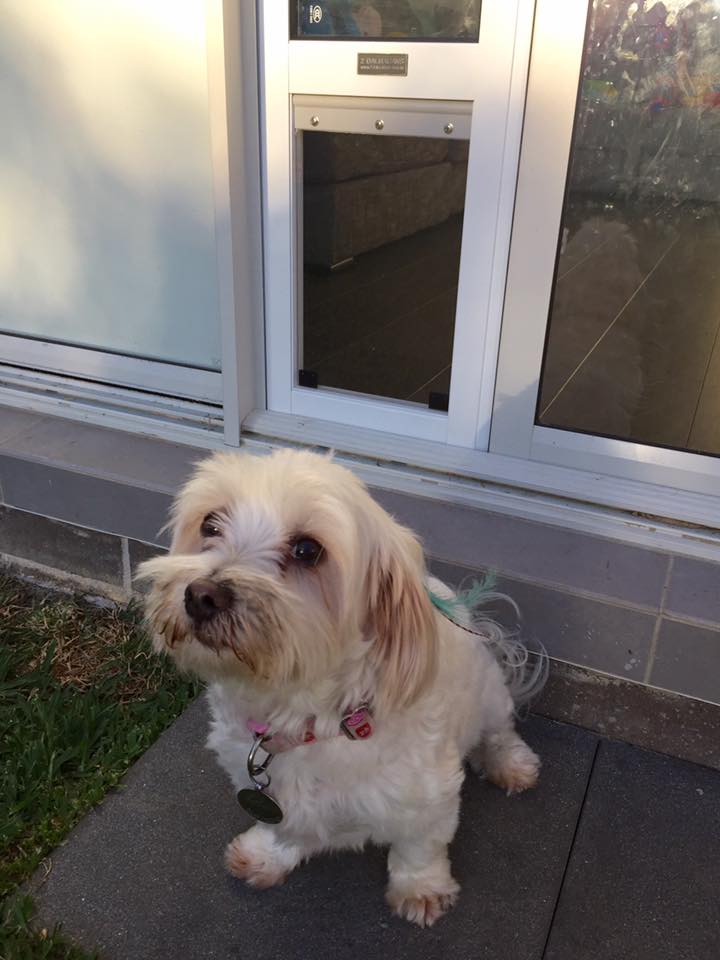 Patio Pet Door Inserts for Sliding Doors, Fully Lockable,Fast Delivery